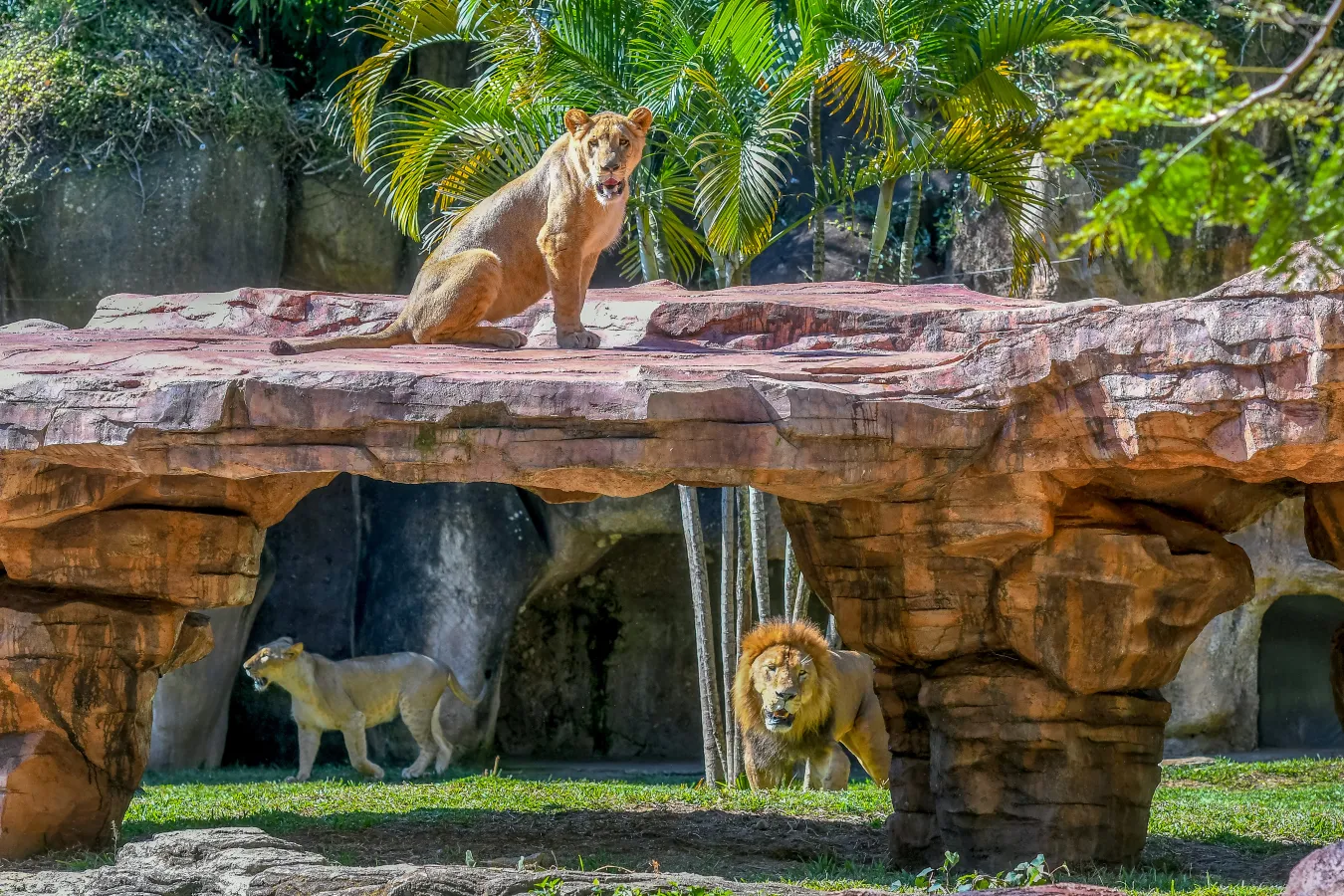 Private Tour to La Aurora Zoo for One Day | Cyman Travel